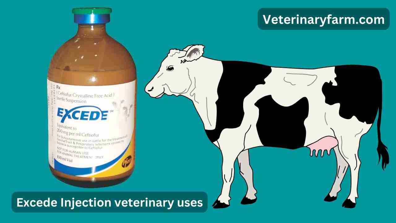 Excede Injection Use, Price, Dose, Side Effects, And Composition ...